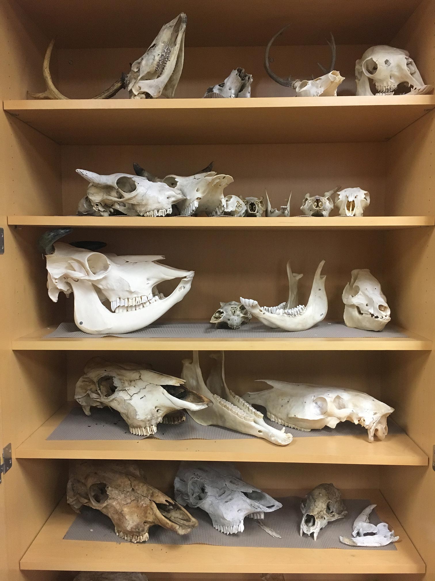 Archaeological Resources | Department of Anthropology | University of ... Archaeological Resources | Department of Anthropology | University of ...